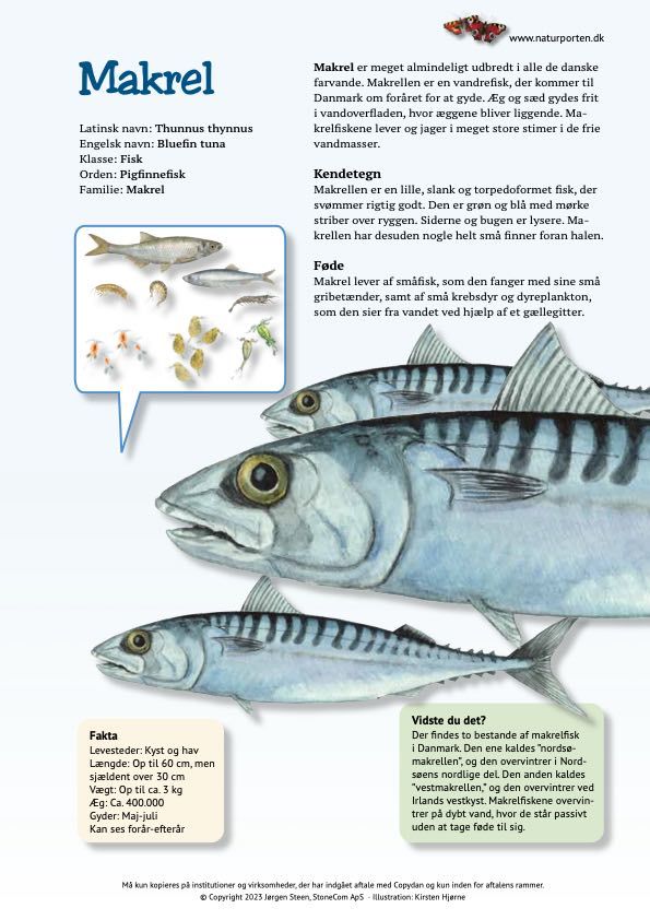 Makrel - Naturporten