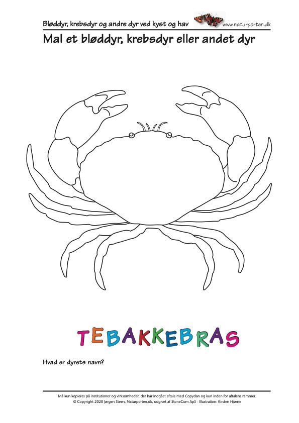 Taskekrabbe - Naturporten