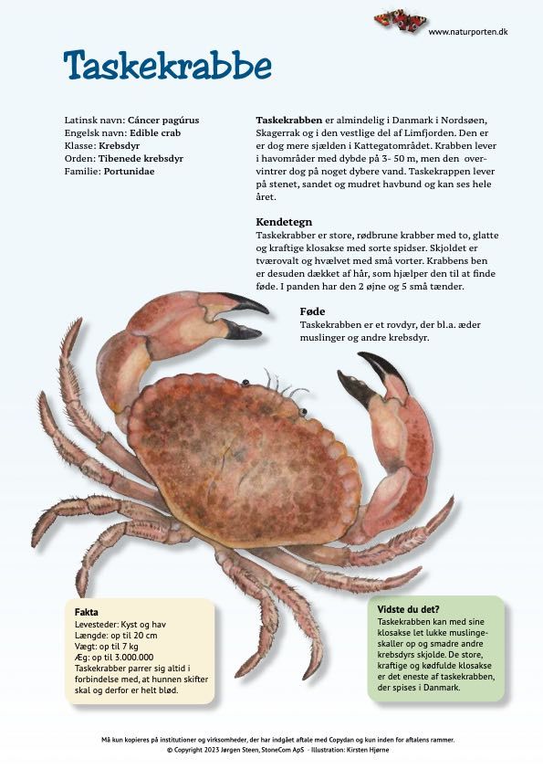 Taskekrabbe - Naturporten
