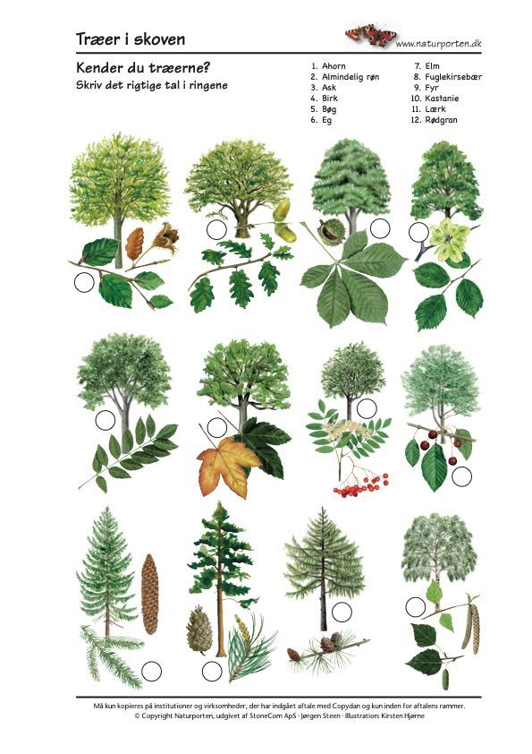 Skovfyr - Naturporten